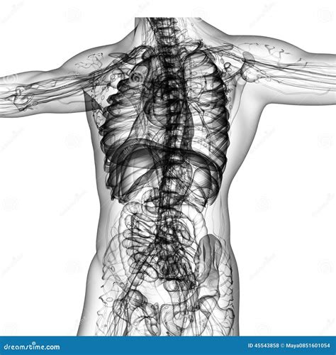3d Render Medical Illustration Of The Human Anatomy Stock Illustration