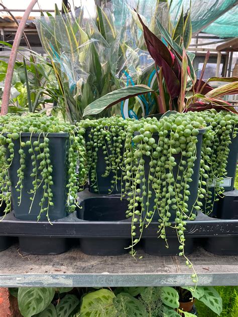 НОВО Сенецио Център за Цветя Fiori