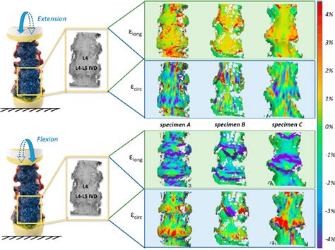 Full Field Strain Maps Obtained From The Dic Analysis For All The Download Scientific Diagram