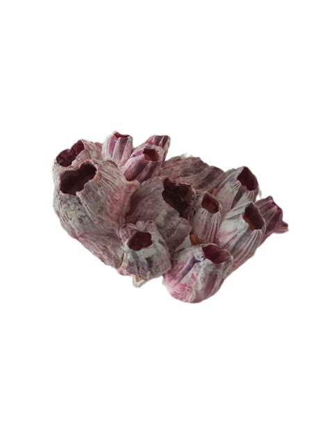 Shell Barnacles 19 Cm Templo De Buda Esoteric Products Store