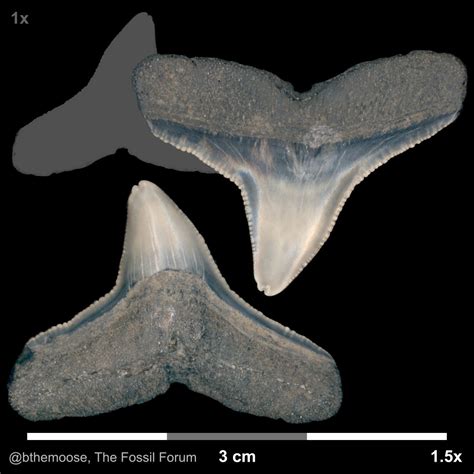 Carcharhinus Sp Member Collections The Fossil Forum