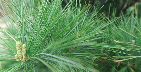 White Pine Identification How To Know Its A White Pine