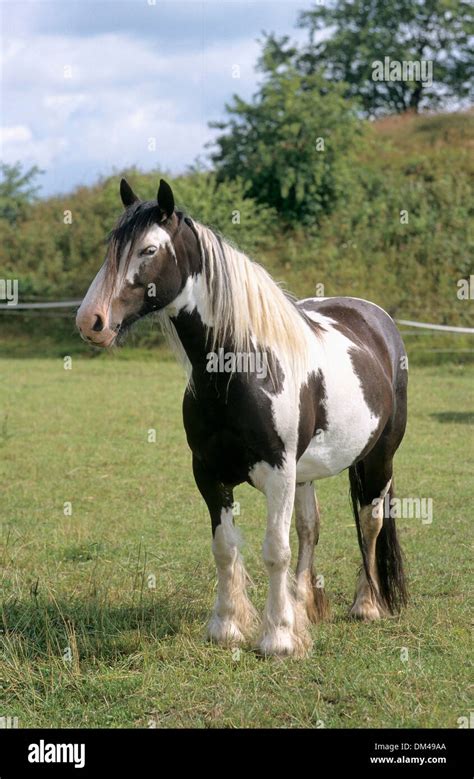 Irish Tinker Hi Res Stock Photography And Images Alamy