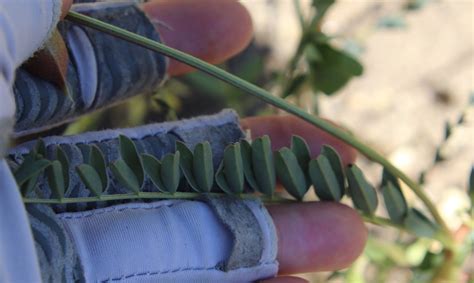 Deane S Milkvetch Search Native Plant Hub