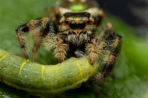 Emerald Jumping Spider With Its Breakfast [oc] R Macroporn