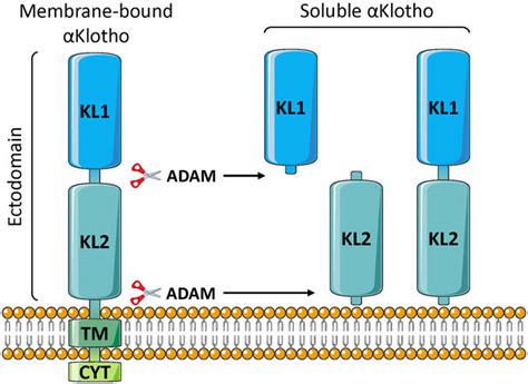 Frontiers Pathobiology Of The Klotho Antiaging Protein And