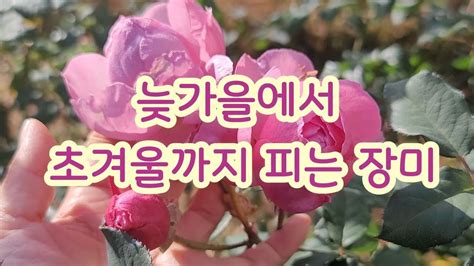 늦가을과 초겨울까지 피는 장미ㅣ예쁜 장미 ㅣ폼폼국화의 색변화 ㅣ장미정원 Youtube