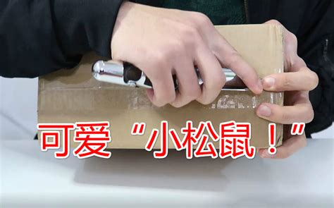 网购买了只小松鼠到货后还会舔我的手指摸它鼻子还会生气 开箱晏 开箱晏 哔哩哔哩视频