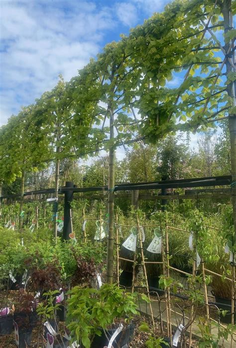 Pleached Lime Trees Tilia Europaea Pallida Pleached Online