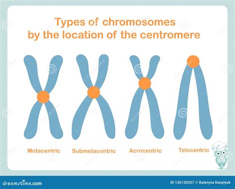 Chromosome Type Of According Position Of Centromere Metacentric Submetacentric Acrocentric