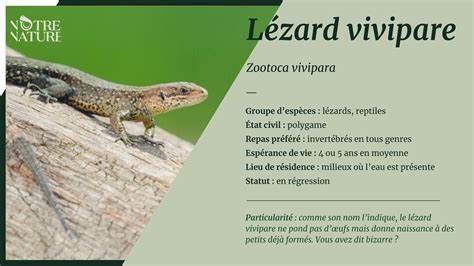 Lézard vivipare Notre Nature