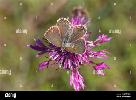 Lysandra Coridon Polyommatus Coridon Female Butterfly Known As