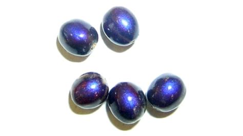 Metallic Blue Berries Pollia Condensata Marble Berry — Jesse Waugh