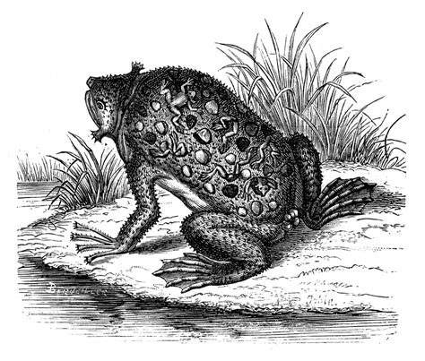 Žába Pipa Americká Nosí Vejce Zarostlá Na Zádech Malé žáby Se Zde