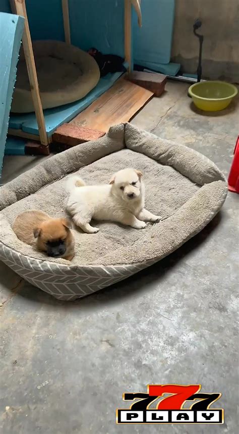 亲上了还 修狗 日常撸狗 小奶狗 小狗崽 养狗的乐趣 狗狗治愈心灵 萌化了 萌宠 宠物 推薦 热門 Fyp 小趴菜