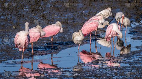 亨廷顿海滩州立公园的琵鹭涉水鸟
