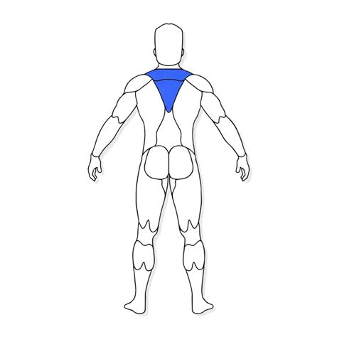 تمرینات عضله کول مربی یاب