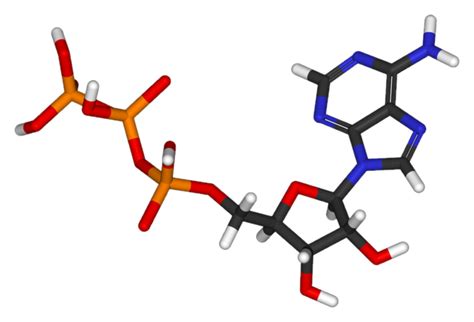 Chromosome Size Shape And Structure Biology Ease
