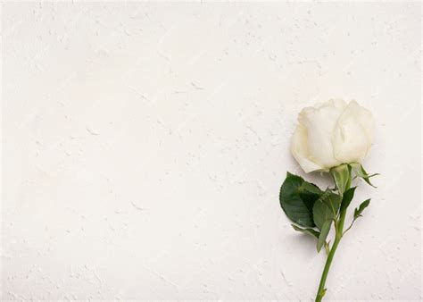 White Rose Backgrounds