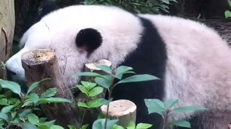 说花花笨笨吧，她找到了果果，说花花聪明吧，她把果果拱掉了，还非得用嘴筒子去叼果果，完全可以用手手捡呐【大熊猫和花和叶】 Youtube