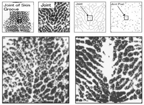 muzzle pattern [14] download scientific diagram