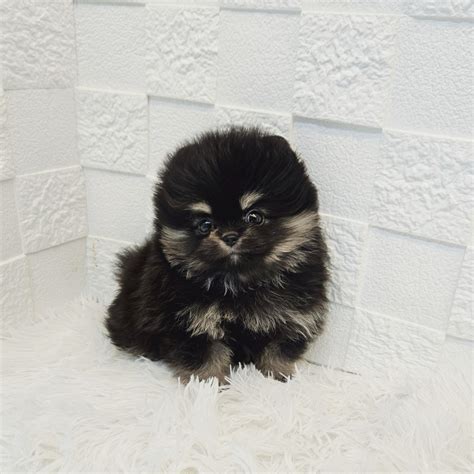 블랙탄포메분양 블랙탄포메라니안분양 세이블포메분양 세이블포메라니안분양 포메분양 포메라니안분양 말티즈분양 미니핀분양 치와와분양 말티푸분양 토이푸들분양 강아지분양 강아지책임분양