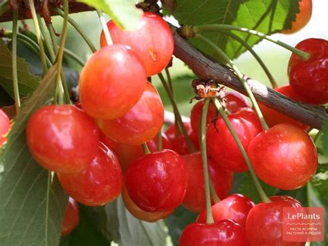 Черешня 'Красная горка' — описание сорта, характеристики | на LePlants.ru