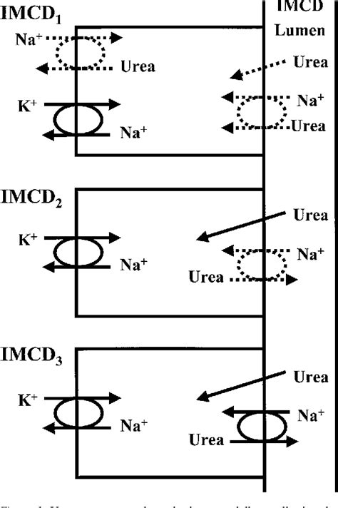 Table 1 From Regulation Of Renal Urea Transporters Semantic Scholar