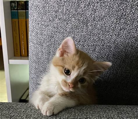 котёнок Cutie животные реактора милота Cats котэ