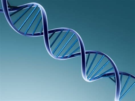 Identificadas Nuevas Regiones Del Genoma Asociadas A Enfermedades
