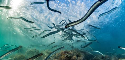 Eel Migration