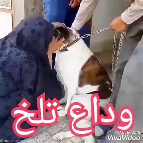 وداع تلخ با سگ