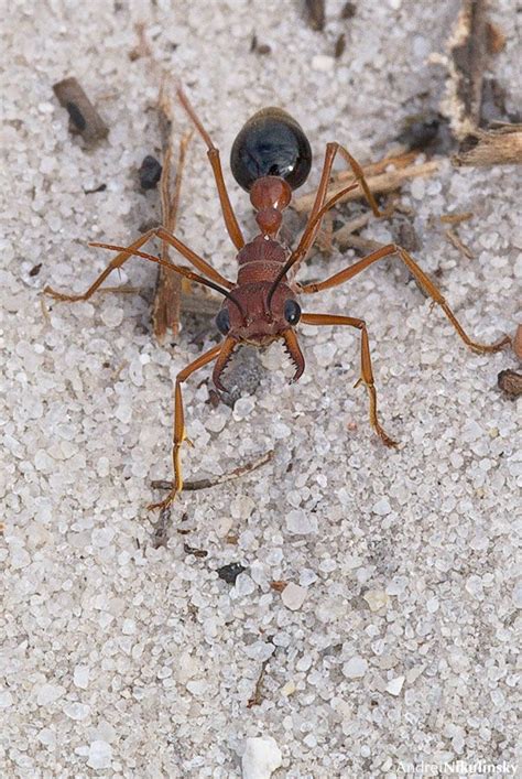 Bulldog Ant One Of The 10 Deadlist Creatures On Earth Evolving From