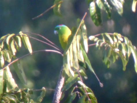 Yellow Breasted Racket Tail Prioniturus Flavicans Photo Call And Song