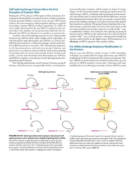 Self Splicing Introntrna Processing Pdf