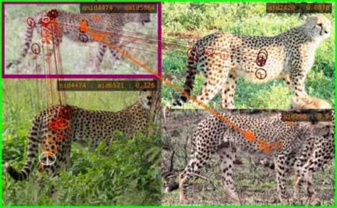 Artificial Intelligence In Wildlife Conservation Smart Parks