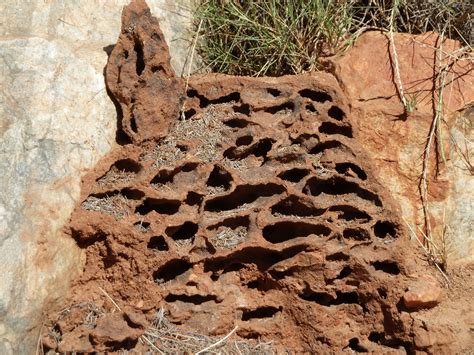 Ant Architects How Do Ants Construct Their Nests Artofit