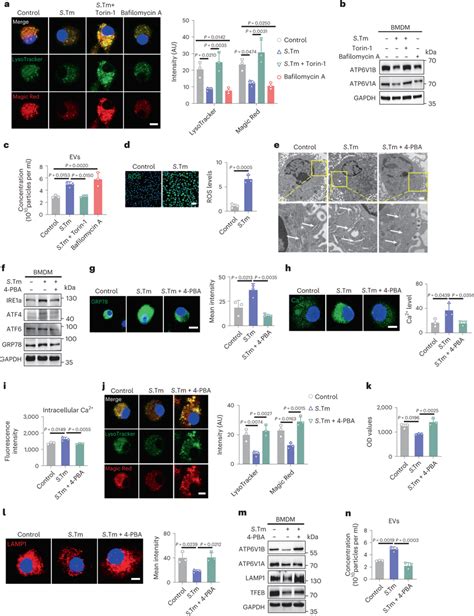 S Typhimurium Infection Induces Host EV Release Via ERS Mediated