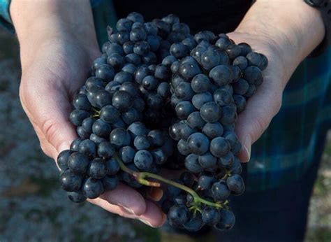 Ns To Spend 15m To Help Vineyards Recover After Extreme Cold Snap