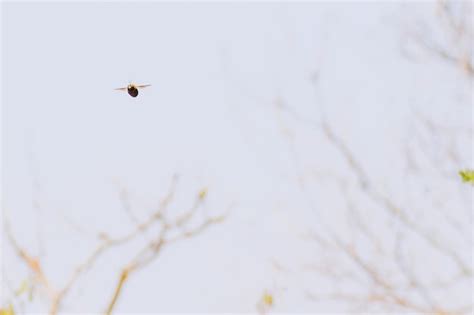 Premium Photo Bee Flying Against Sky