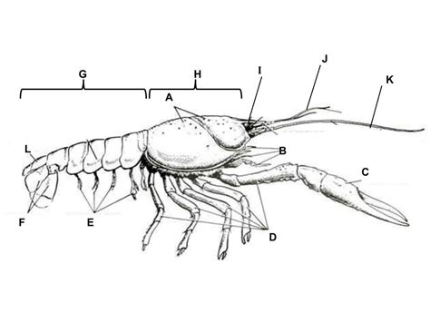 Subphylum Crustacea Diagram Quizlet