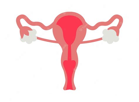 Premium Vector Female Reproductive Organ Vector Illustration