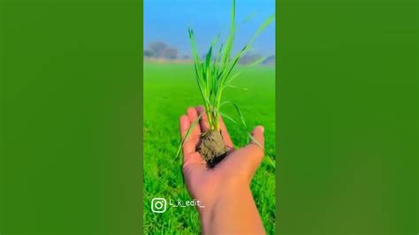 जो कोई किसान से प्यार करने वाले सब्सक्रब करे और कोमेट में भे इमोजी