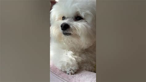 짧은 다리의 역습 숏다리 Youtube