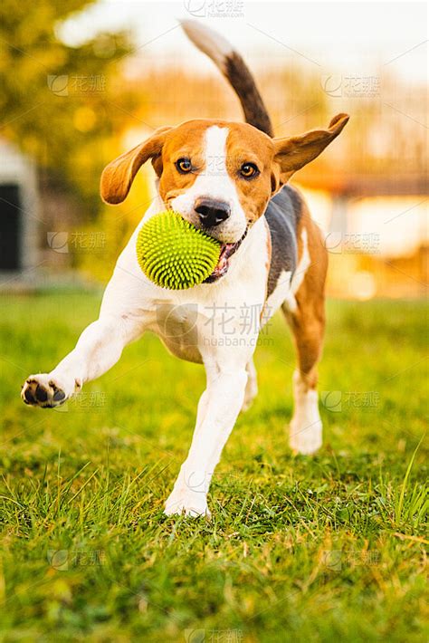 小猎犬带着绿色的球在花园里跑向摄像机。