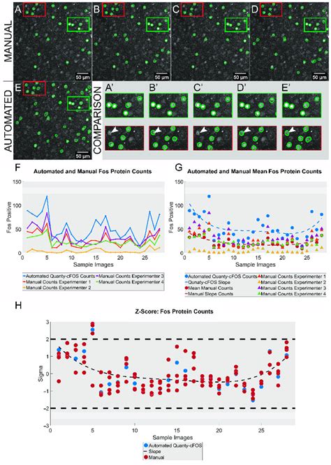 fos protein analysis and comparison of cells counted manually vs