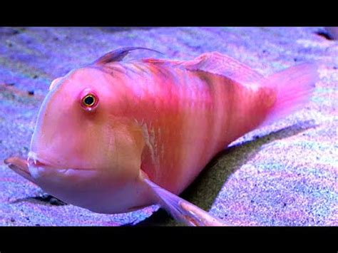 テンス Goddes razorfish Iniistius dea YouTube