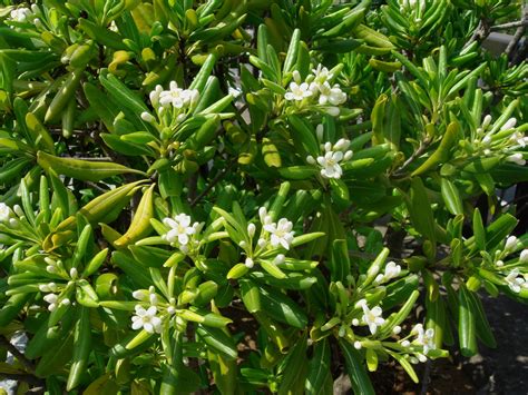 Pittosporum Tobira Thunberg Ex Murray W T Aiton