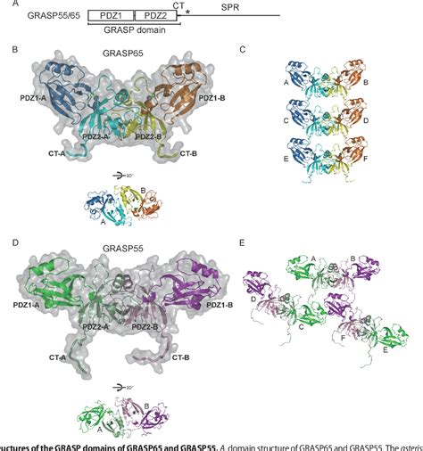 Table 1 From Structural Insight Into Golgi Membrane Stacking By Grasp65