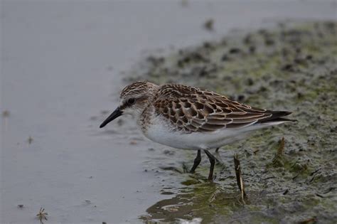 トウネン それともヨロネン 日本の野鳥識別図鑑